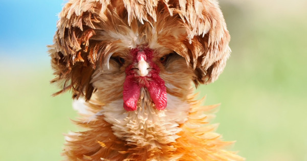 La historia biocultural de los pollos: 3500 años de interacciones entre ...